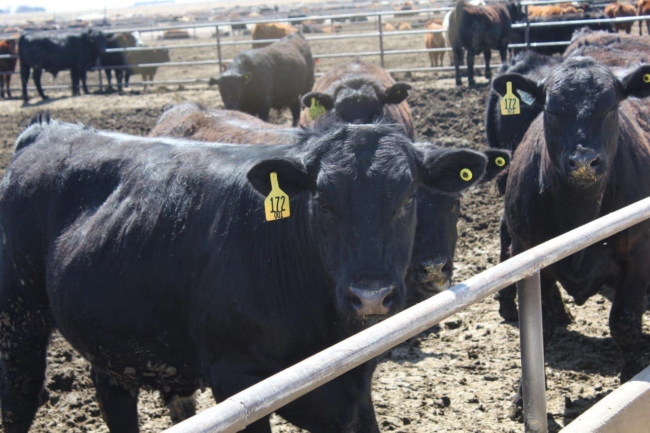 Angus Beef in America | Nebraska Star Beef